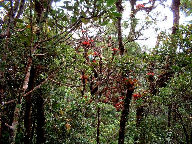Chirripo National Park - San Jose, Costa Rica | Anywhere