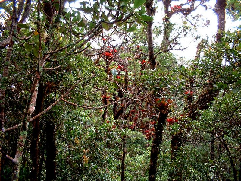 Chirripo National Park - San Jose, Costa Rica | Anywhere