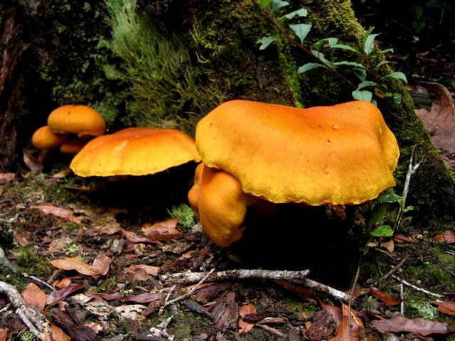 Chirripo National Park - San Jose, Costa Rica | Anywhere