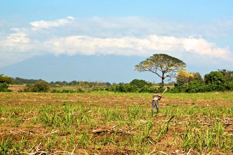 El Baúl - Pacific Slope, Guatemala | Anywhere