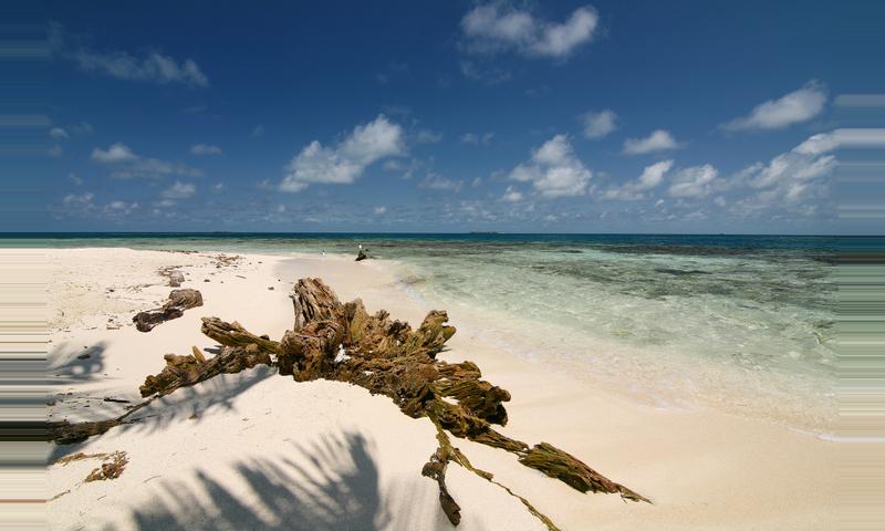 Gladden Spit & Silk Cayes Marine Reserve - 2018 Guide