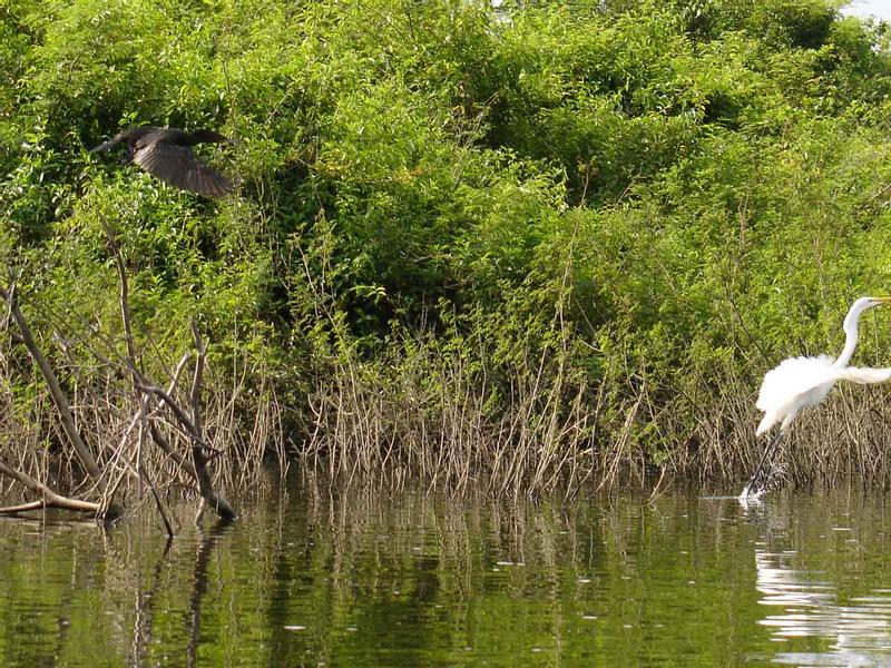 The Ruins of La Pasión River - Petén, Guatemala | Anywhere