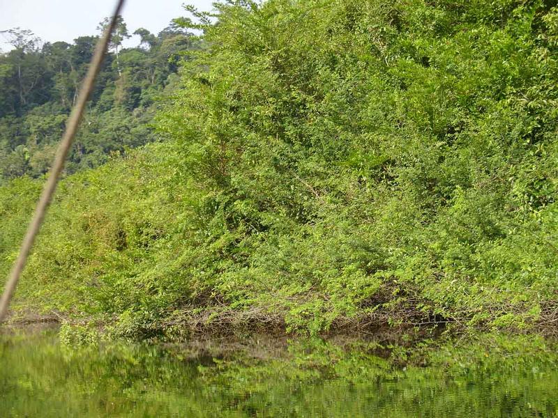 The Ruins of La Pasión River - Petén, Guatemala | Anywhere