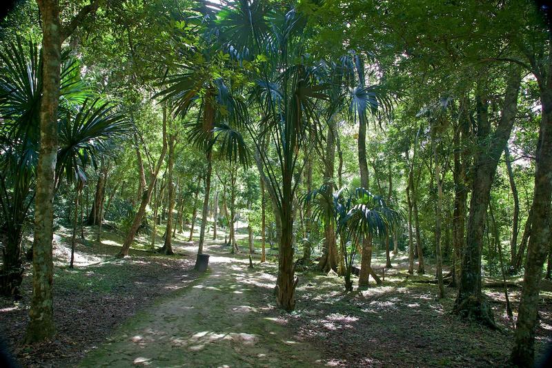 Maya Biosphere Reserve - Petén, Guatemala | Anywhere