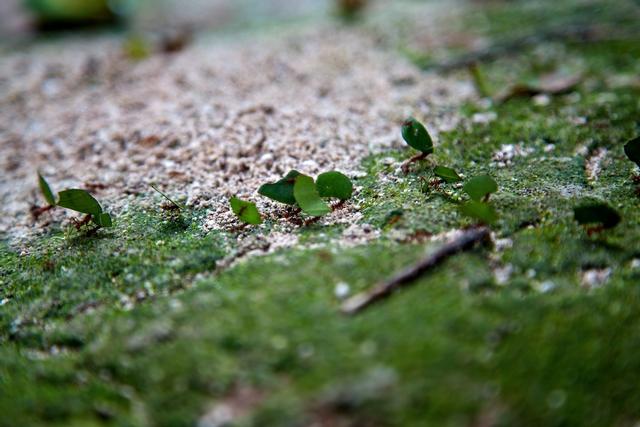 Maya Biosphere Reserve - Petén, Guatemala | Anywhere