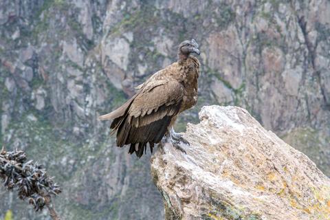 2023 Peru Visitor Guide: Mirador del Condor, Peru
