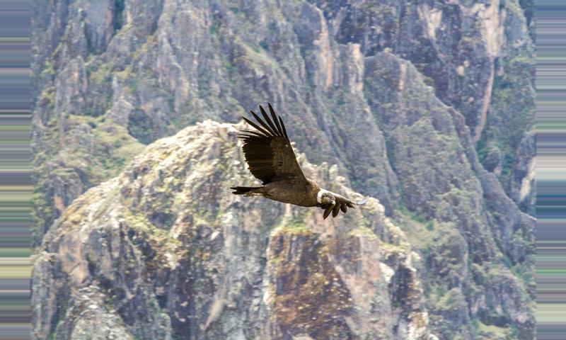 2018 Peru Visitor Guide: Mirador del Condor, Peru