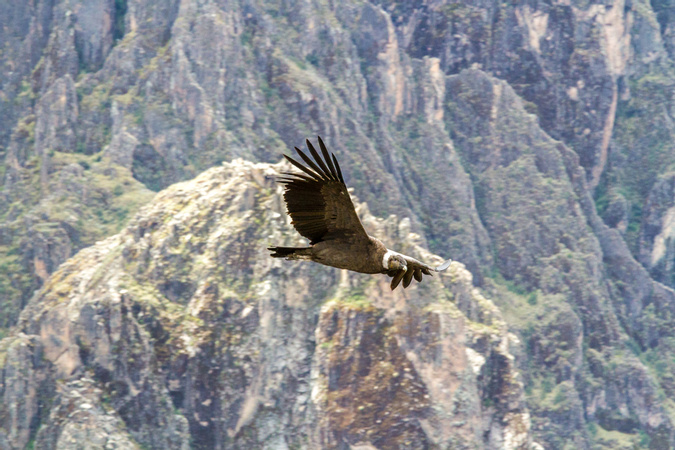 Peru Visitor Guide: Mirador del Condor, Peru
