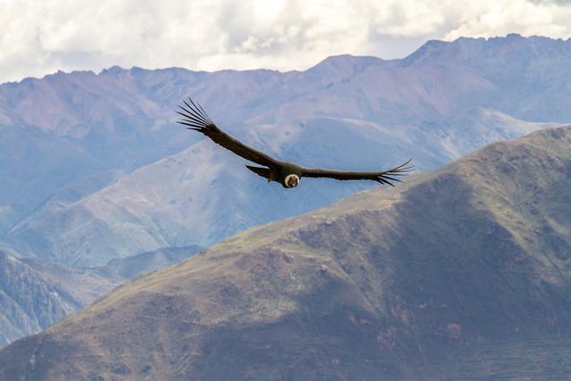 2023 Peru Visitor Guide: Mirador del Condor, Peru