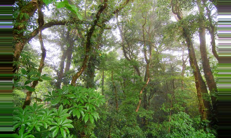 Monteverde Cloud Forest Reserve, Costa Rica - 2018 Guide