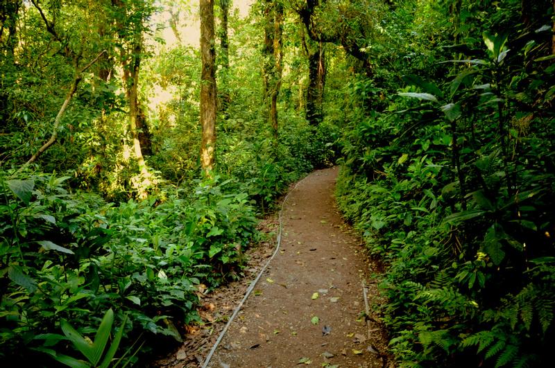 Monteverde Cloud Forest Reserve - Monteverde, Costa Rica | Anywhere