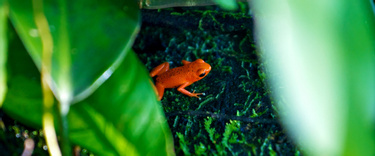 Panama Visitor Guide: Red Frog Beach, Panama