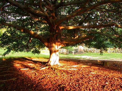 Santa Rosa National Park - Liberia, Costa Rica | Anywhere