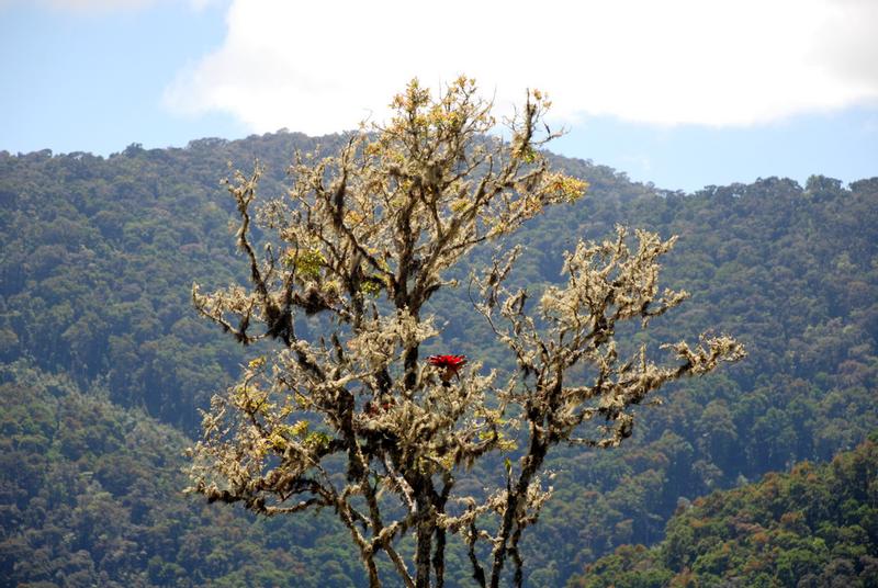 2023 Costa Rica Guide: Tapantí National Park, Costa Rica