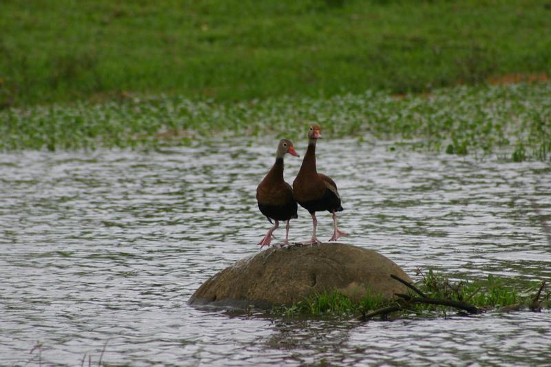 2023 Costa Rica Guide: Tempisque River, Costa Rica