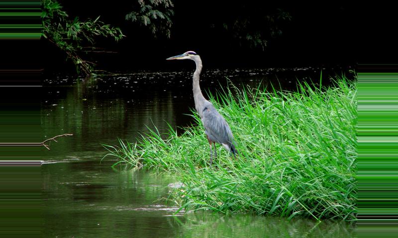 2018 Costa Rica Guide: Tempisque River, Costa Rica
