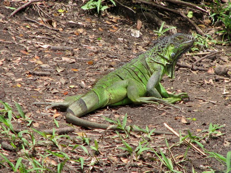 2023 Costa Rica Guide: Tempisque River, Costa Rica