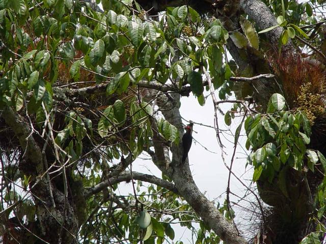 Topoxté Archeological Site - Petén, Guatemala | Anywhere
