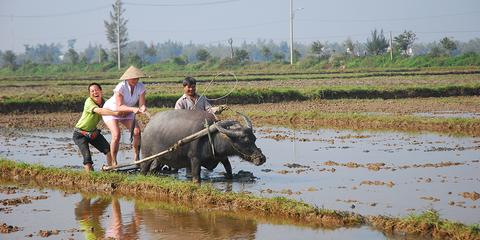 Tra Que Village — Hoi An, Vietnam