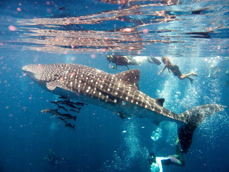 Gladden Spit & Silk Cayes Marine Reserve - Caribbean Islands, Belize ...