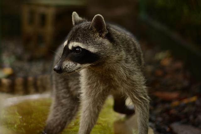 Costa Rica Tours: Proyecto Asis - La Fortuna