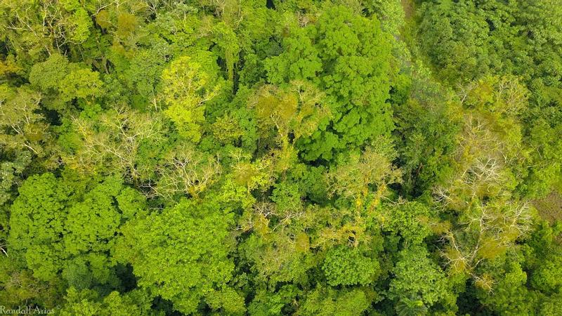 Chilamate Rainforest Eco Retreat - Sarapiquí