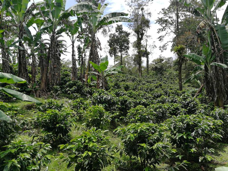 Mi Cafecito Coffee Tour - Saripiquí, Costa Rica