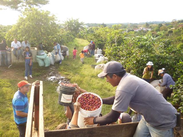 Mi Cafecito Coffee Tour - Saripiquí, Costa Rica