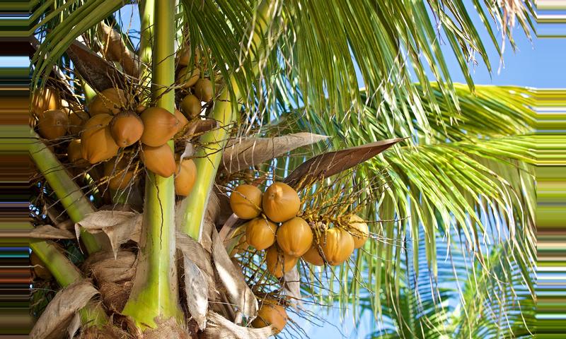 2018 Hopkins Travel Guide - Hopkins, Belize Vacations