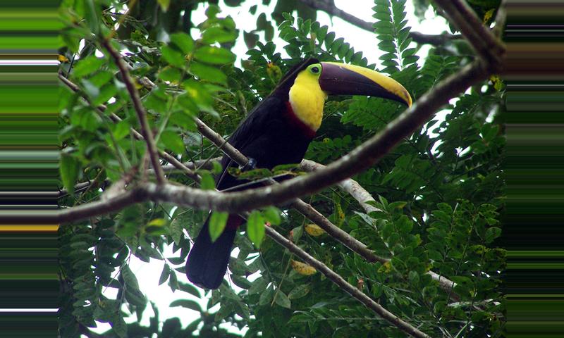 Pangola, Costa Rica - 2018 Vacation Travel Guide