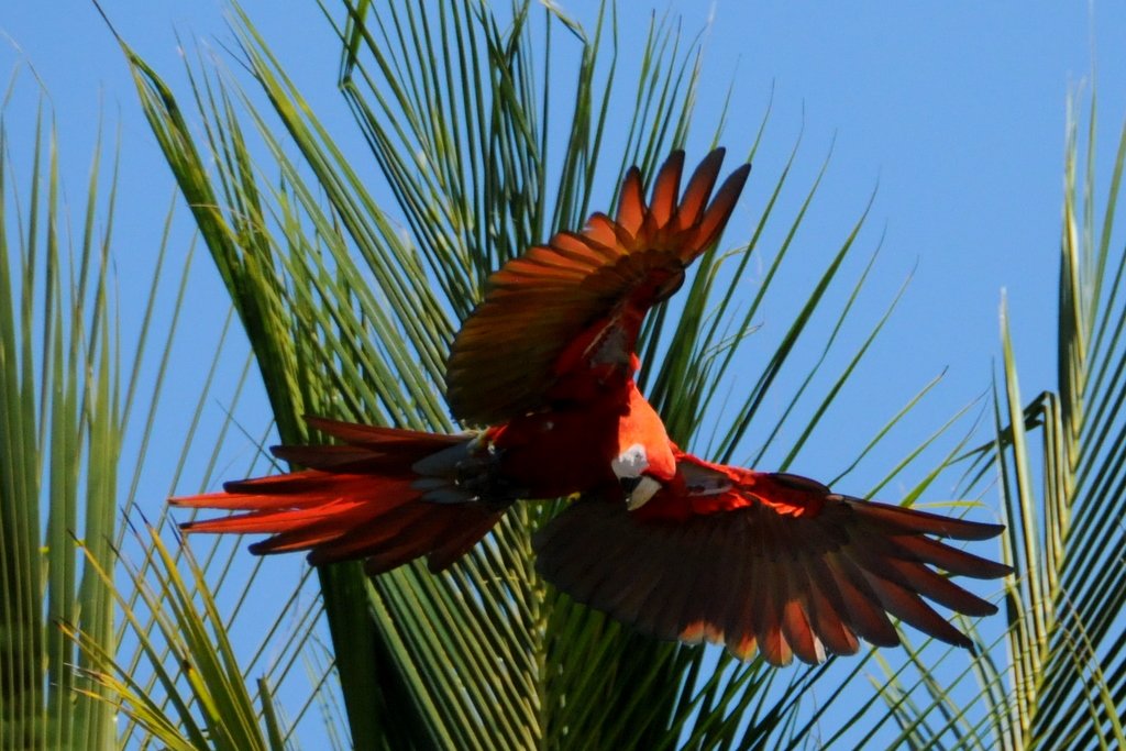 The Scarlet Macaw (parrot)