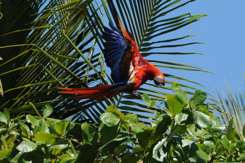 The Scarlet Macaw (parrot)