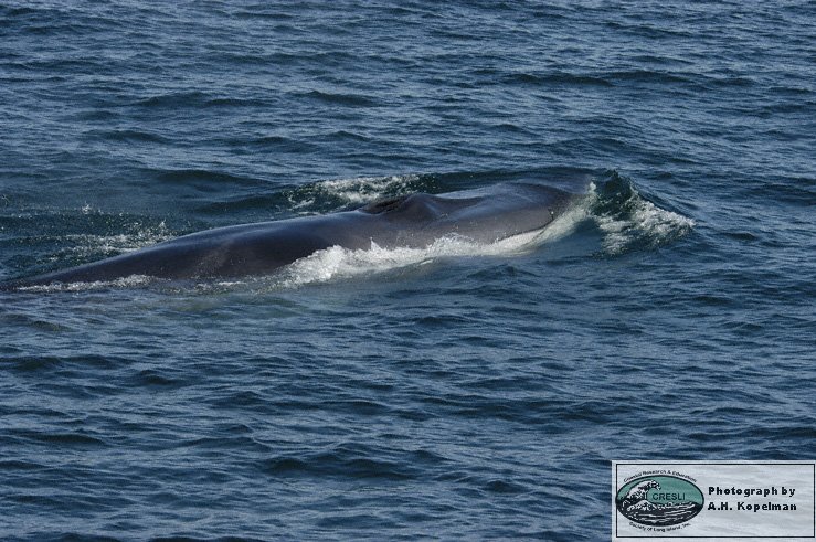 The Fin Whale (sea mammal)