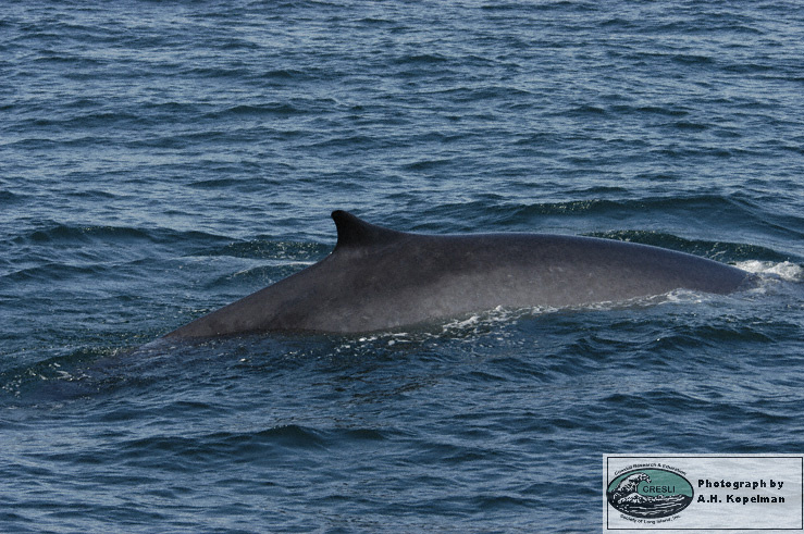 The Fin Whale (sea mammal)