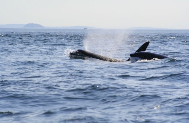Orca, Killer Whale, Costa Rica