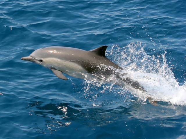 The Common Dolphin