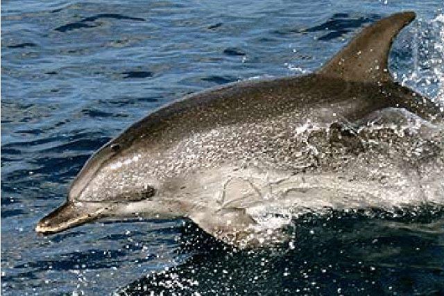 Pacific Spotted Dolphin