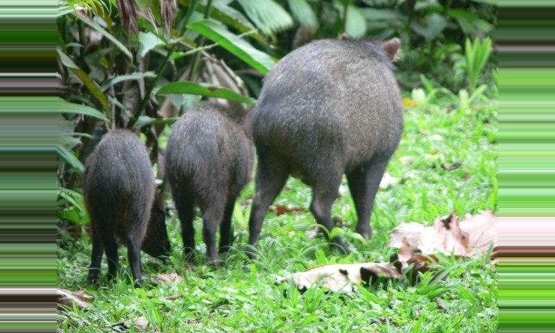 The Collared Peccary, Costa Rica