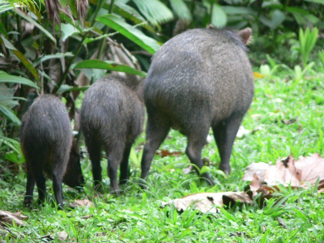 The Collared Peccary