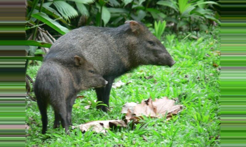The Collared Peccary, Costa Rica