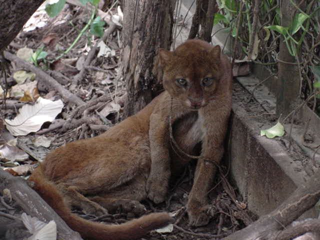 The Jaguarundi (felidae)