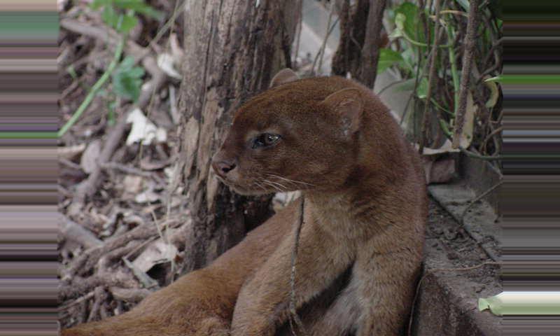 The Jaguarundi (felidae), Costa Rica