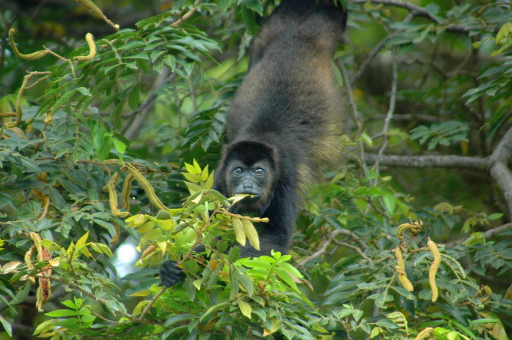 Mantled Howler Monkey, Costa Rica - information, where to see it, and ...