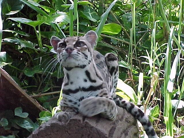 The Margay (mammal)