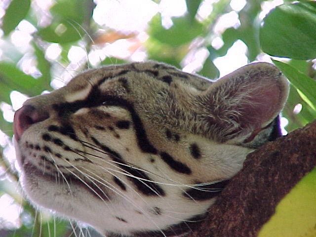 The Margay (mammal)