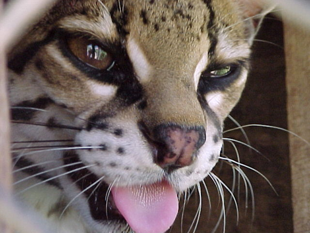 The Margay (mammal)