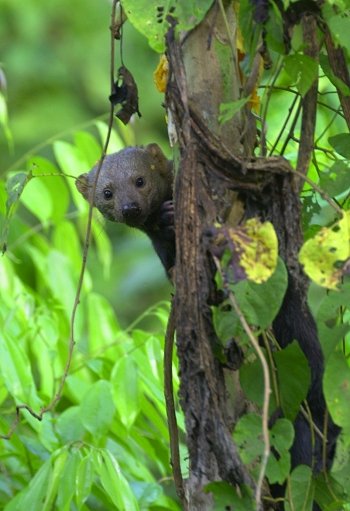 The Tayra (mammal)