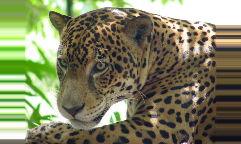 Costa Rica Jaguar
