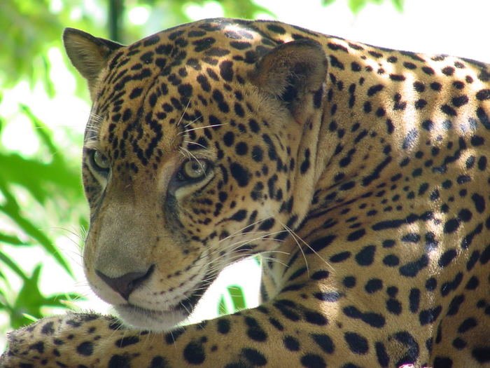 The Jaguar (mammal)