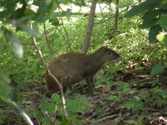 The Agouti (mammal)